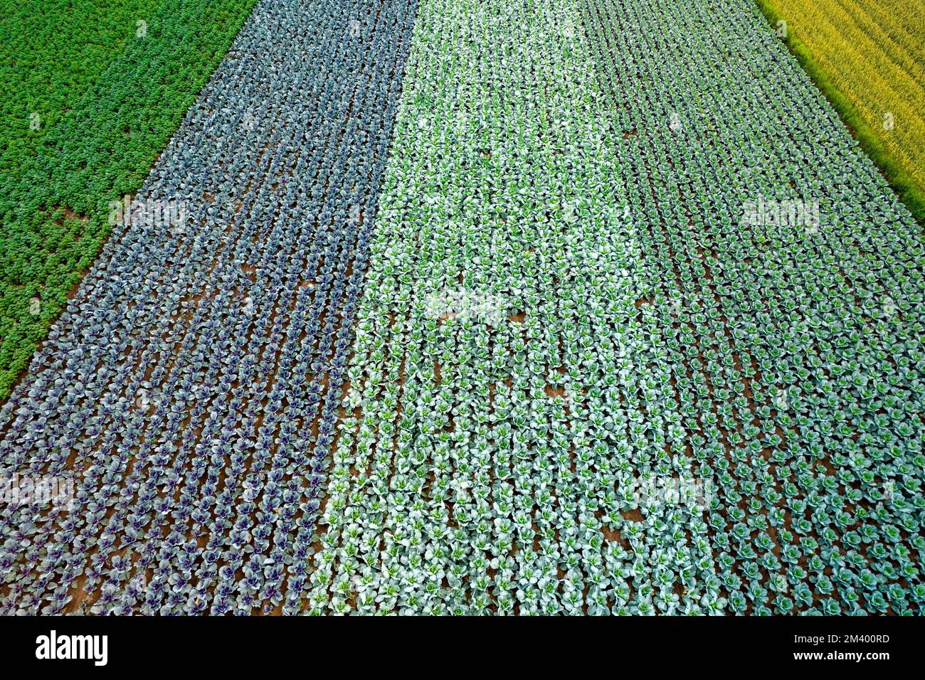 Colourful farmland seen from above, the agricultural landscape of the ...