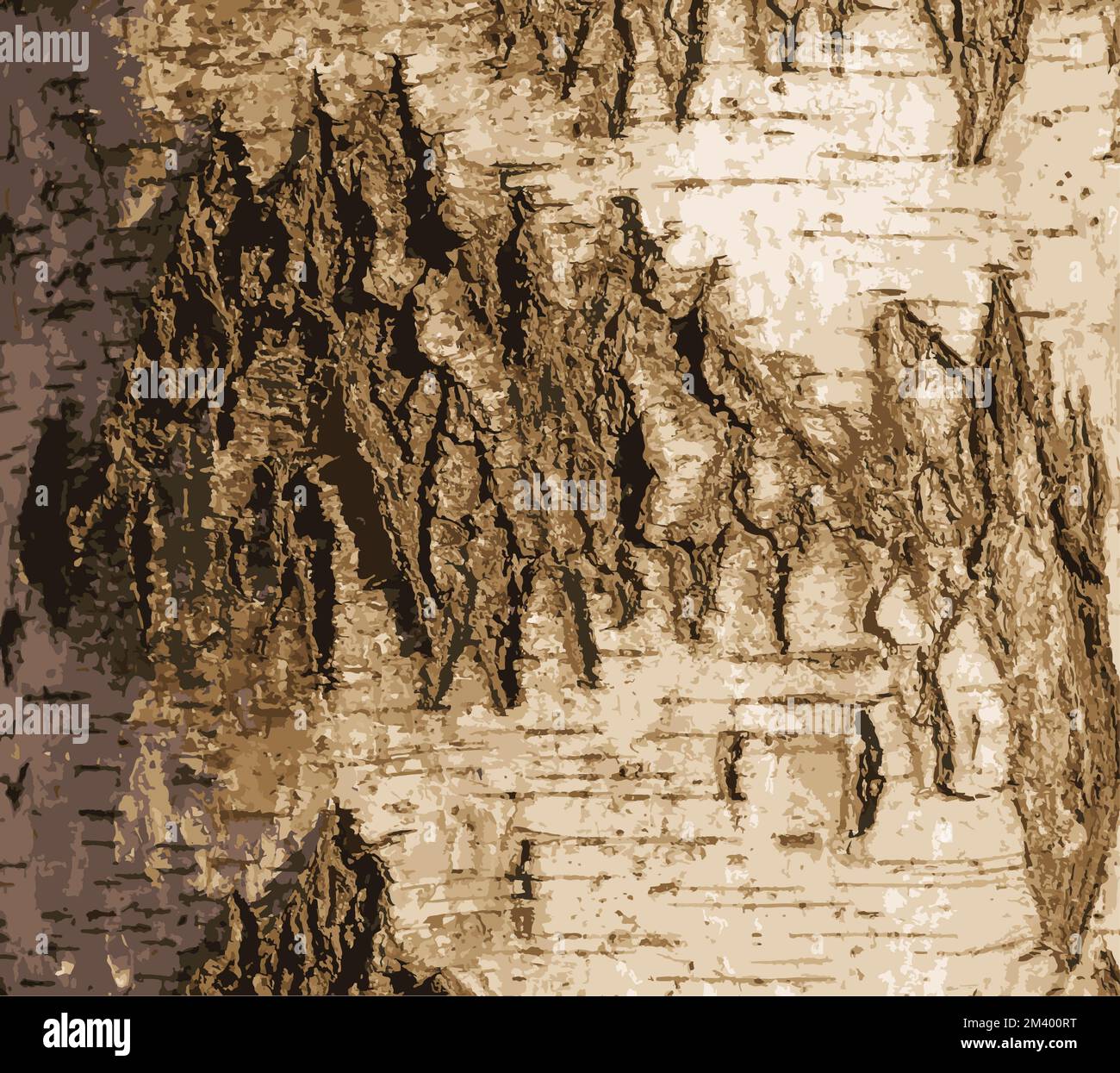 Realistic vector illustration of birch bark texture. Texture of birch ...