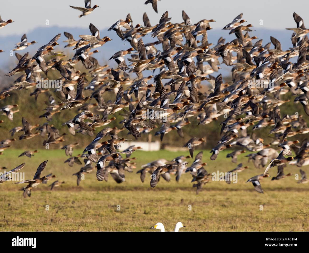Wigeon, Anas penelope, group in flight, Gloucestershire, December 2022 ...