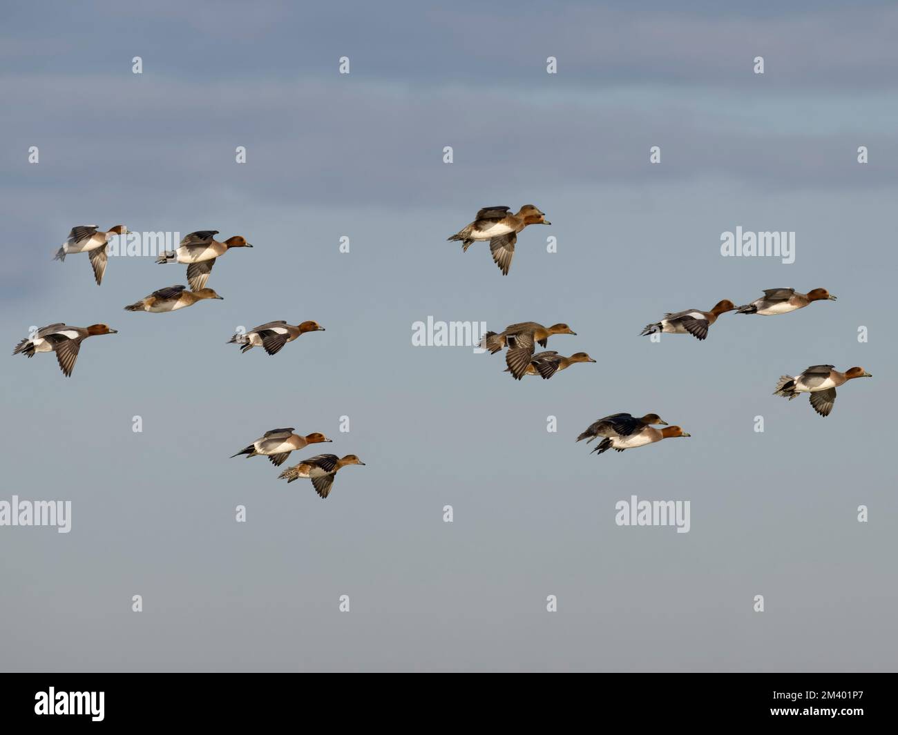 Wigeon, Anas penelope, group in flight, Gloucestershire, December 2022 ...