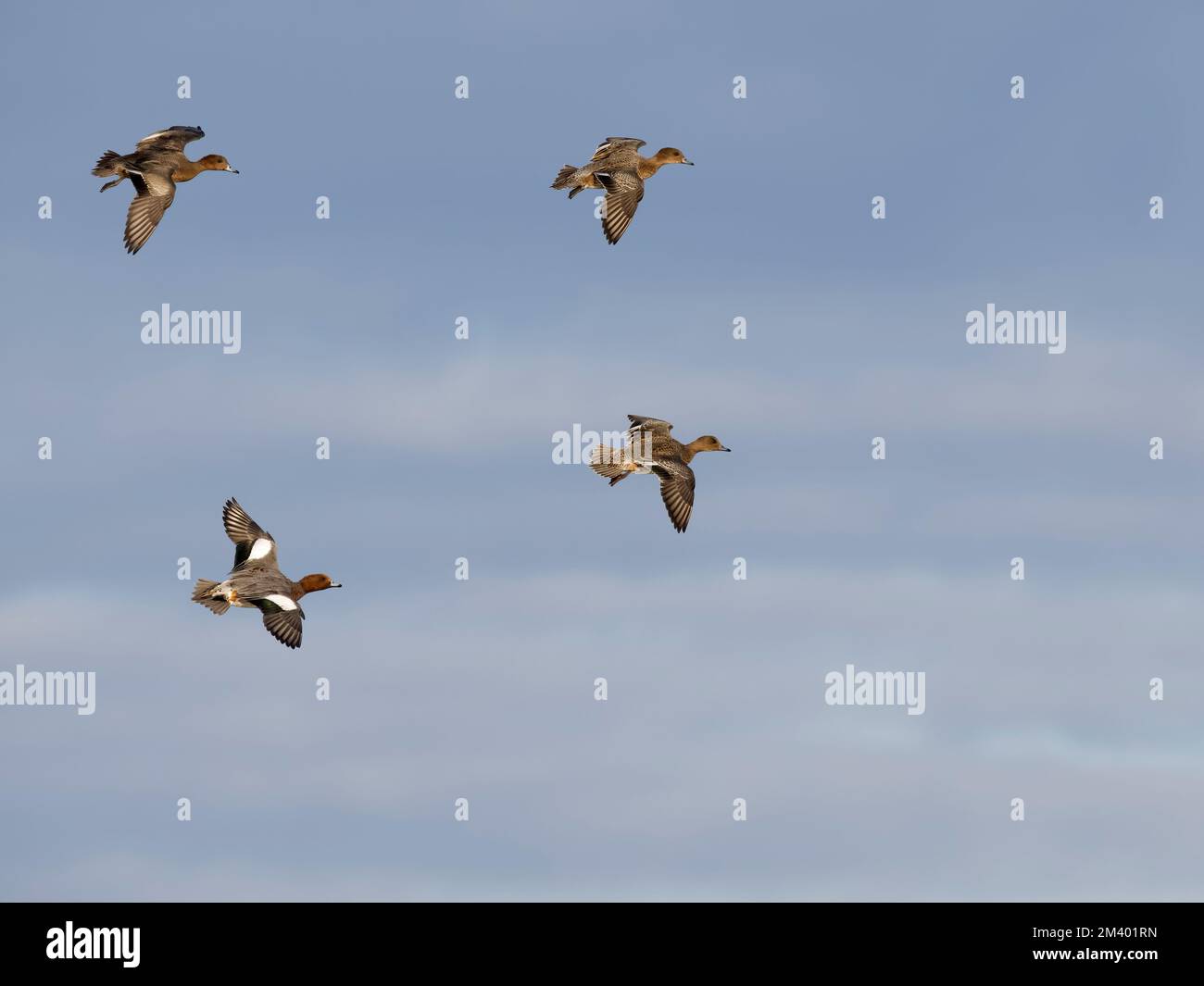Wigeon, Anas penelope, group in flight, Gloucestershire, December 2022 ...
