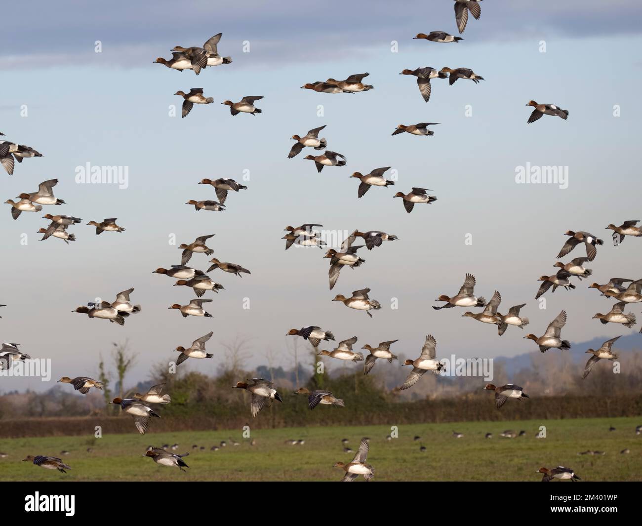 Wigeon, Anas penelope, group in flight, Gloucestershire, December 2022 ...