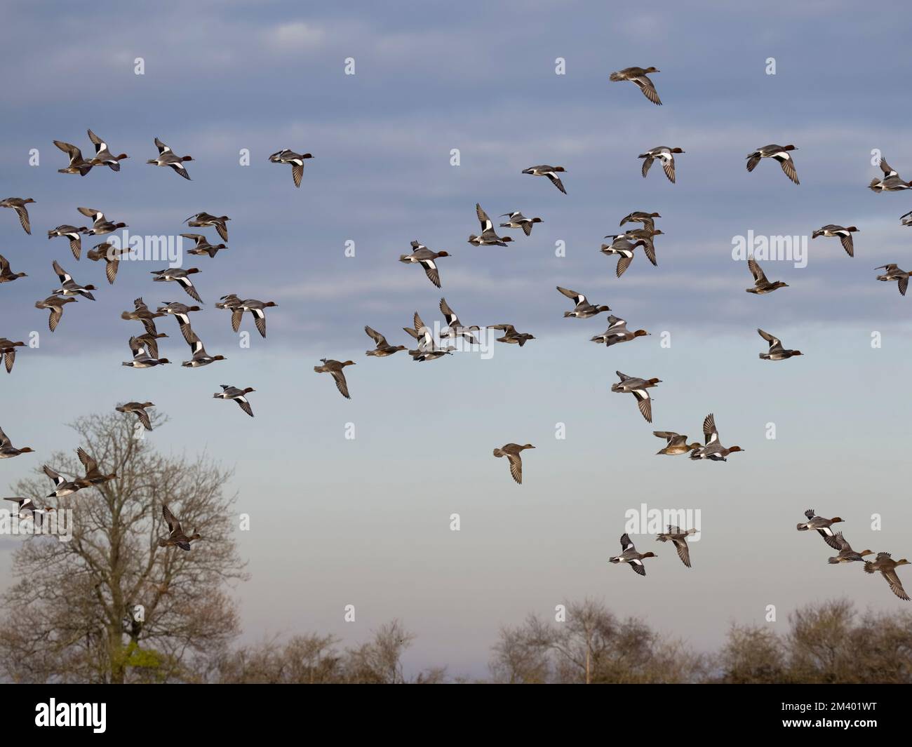 Wigeon, Anas penelope, group in flight, Gloucestershire, December 2022 ...