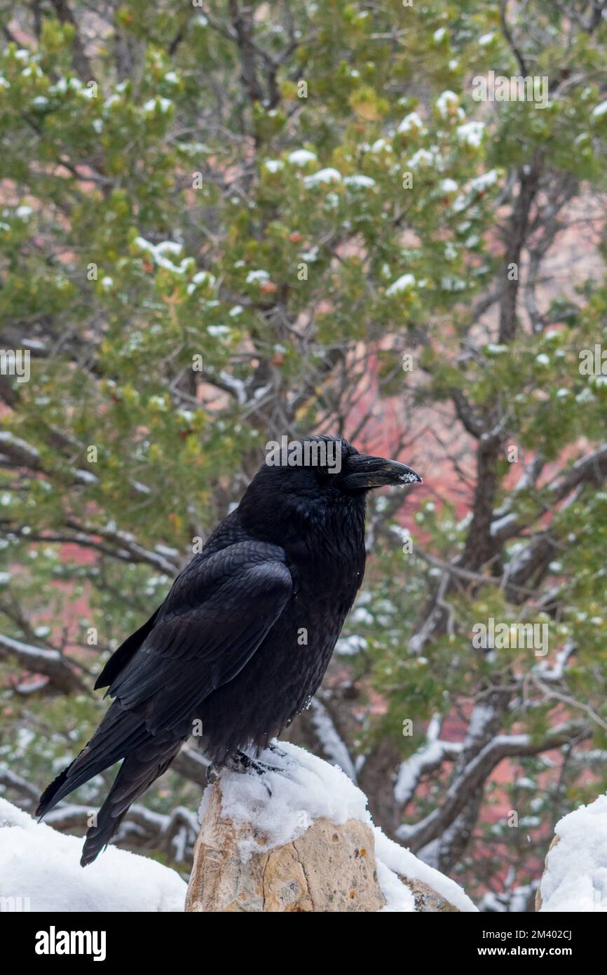 A curious raven in Grand Canyon National Park, USA Stock Photo - Alamy