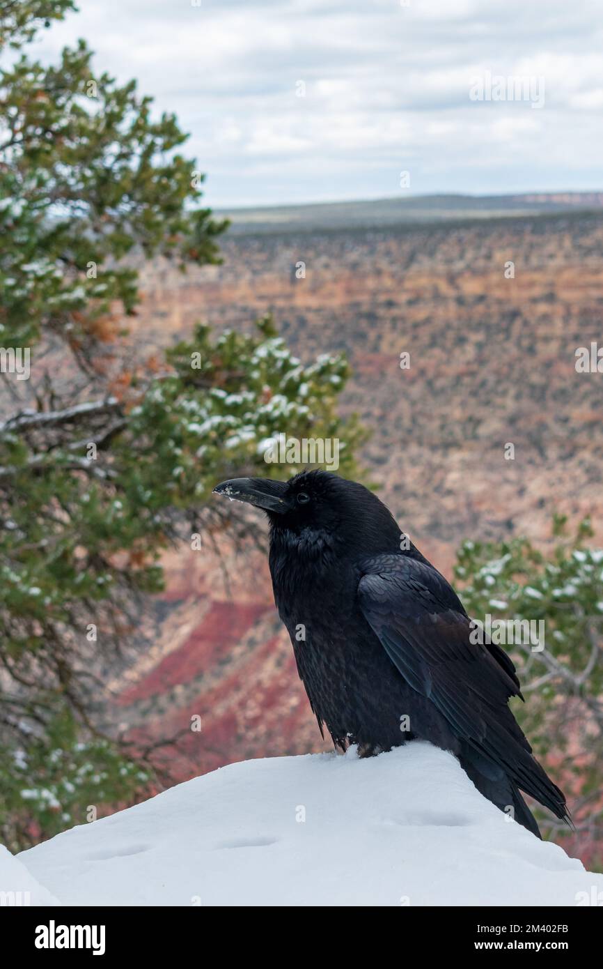 A curious raven in Grand Canyon National Park, USA Stock Photo - Alamy
