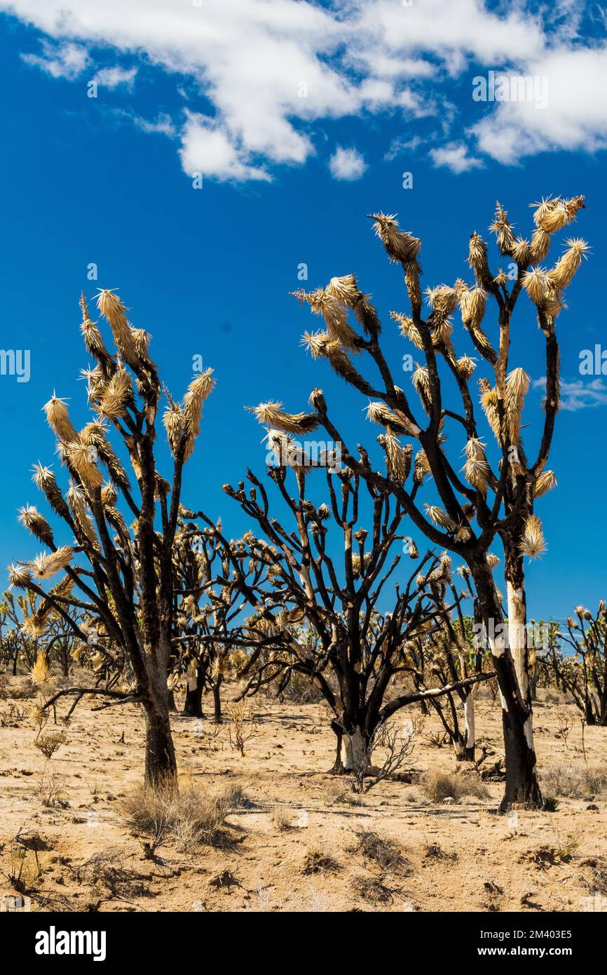 Burned Joshua Trees after wildfires in Mojave National Preserve ...