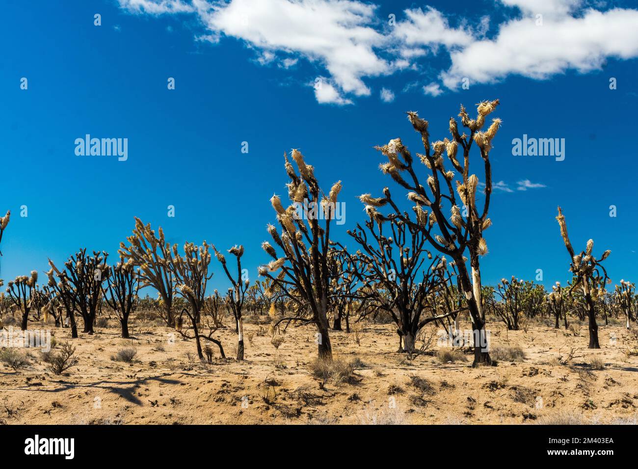 Burned Joshua Trees after wildfires in Mojave National Preserve ...