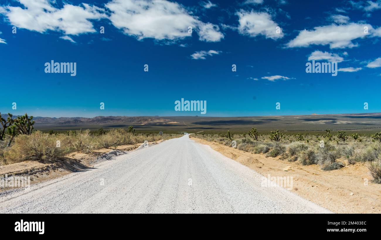 Road traverses through Joshua tree forest, Mojave National Preserve ...