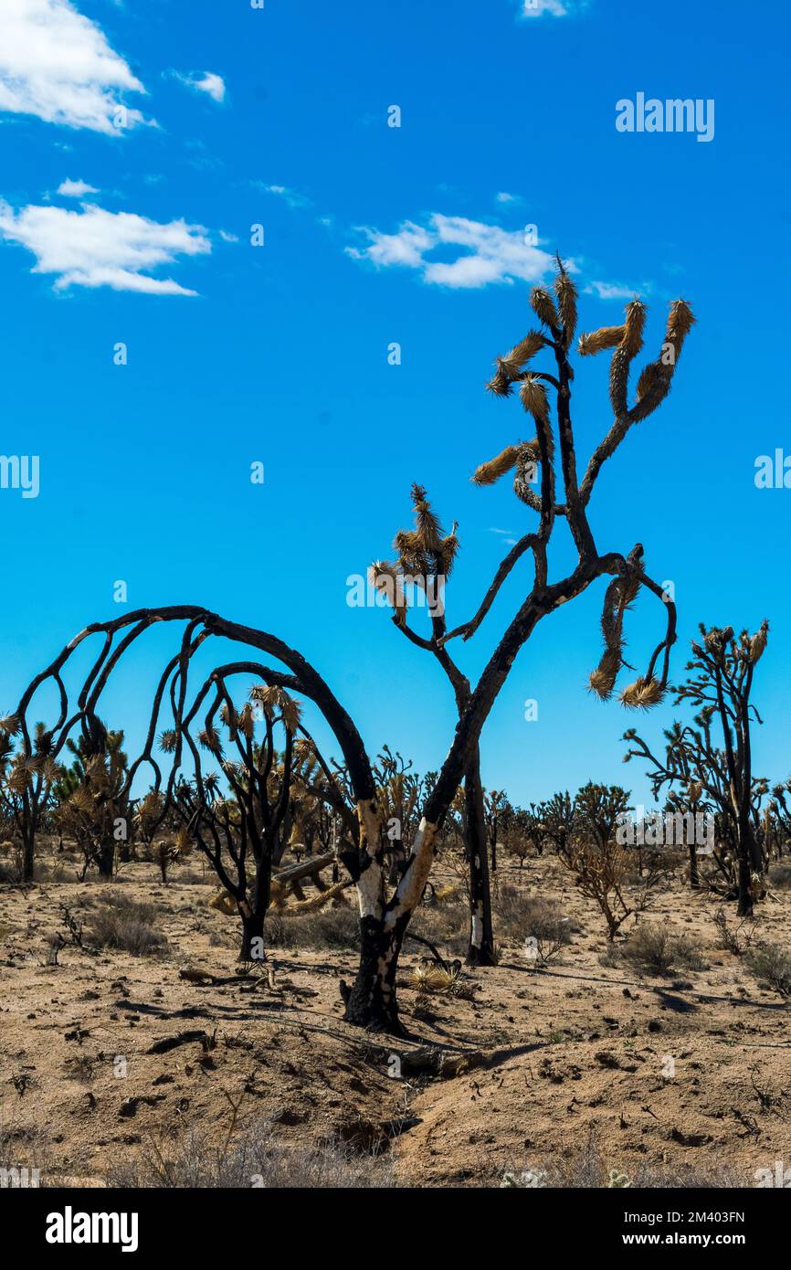 Burned Joshua Trees after wildfires in Mojave National Preserve ...