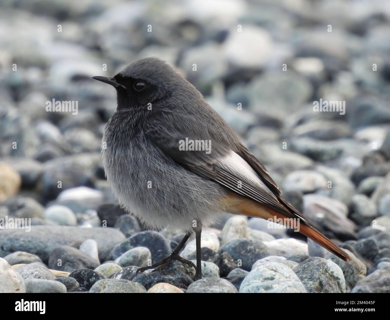 Codirosso spazzacamino, Phoenicurus ochruros, Black redstart Stock ...
