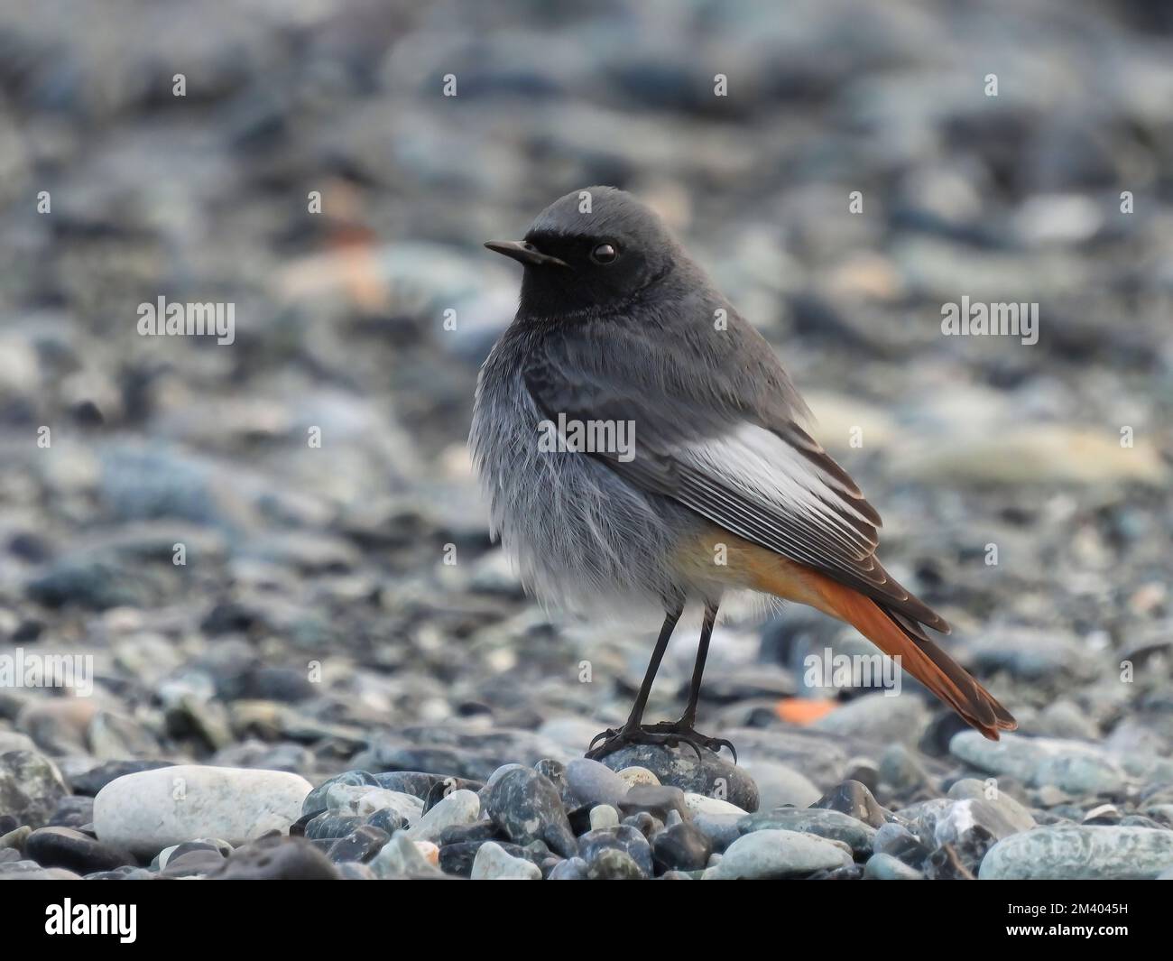 Codirosso spazzacamino, Phoenicurus ochruros, Black redstart Stock ...