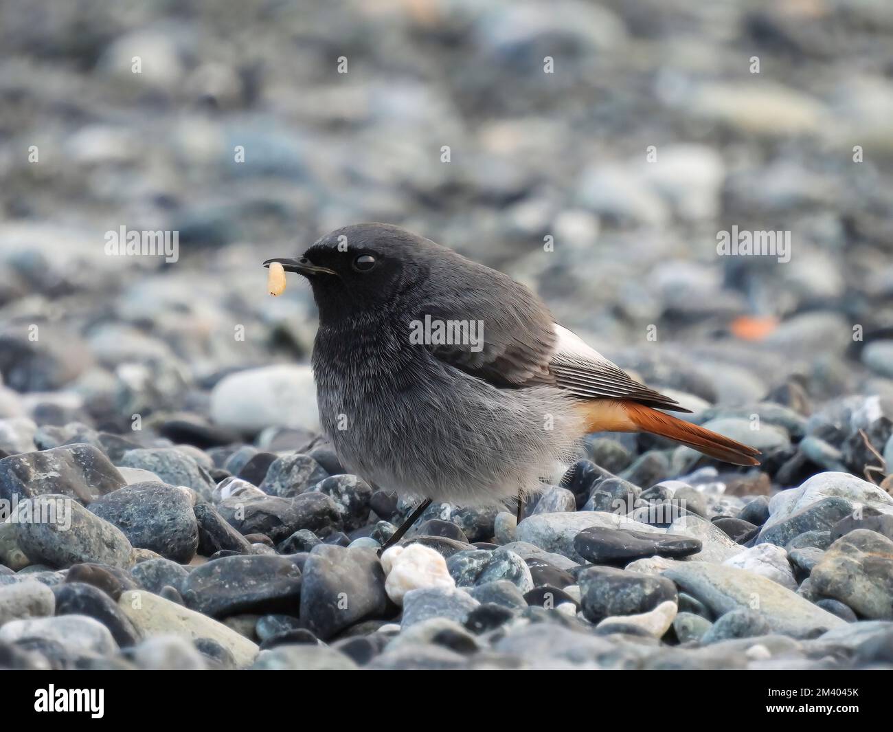 Codirosso spazzacamino, Phoenicurus ochruros, Black redstart Stock ...