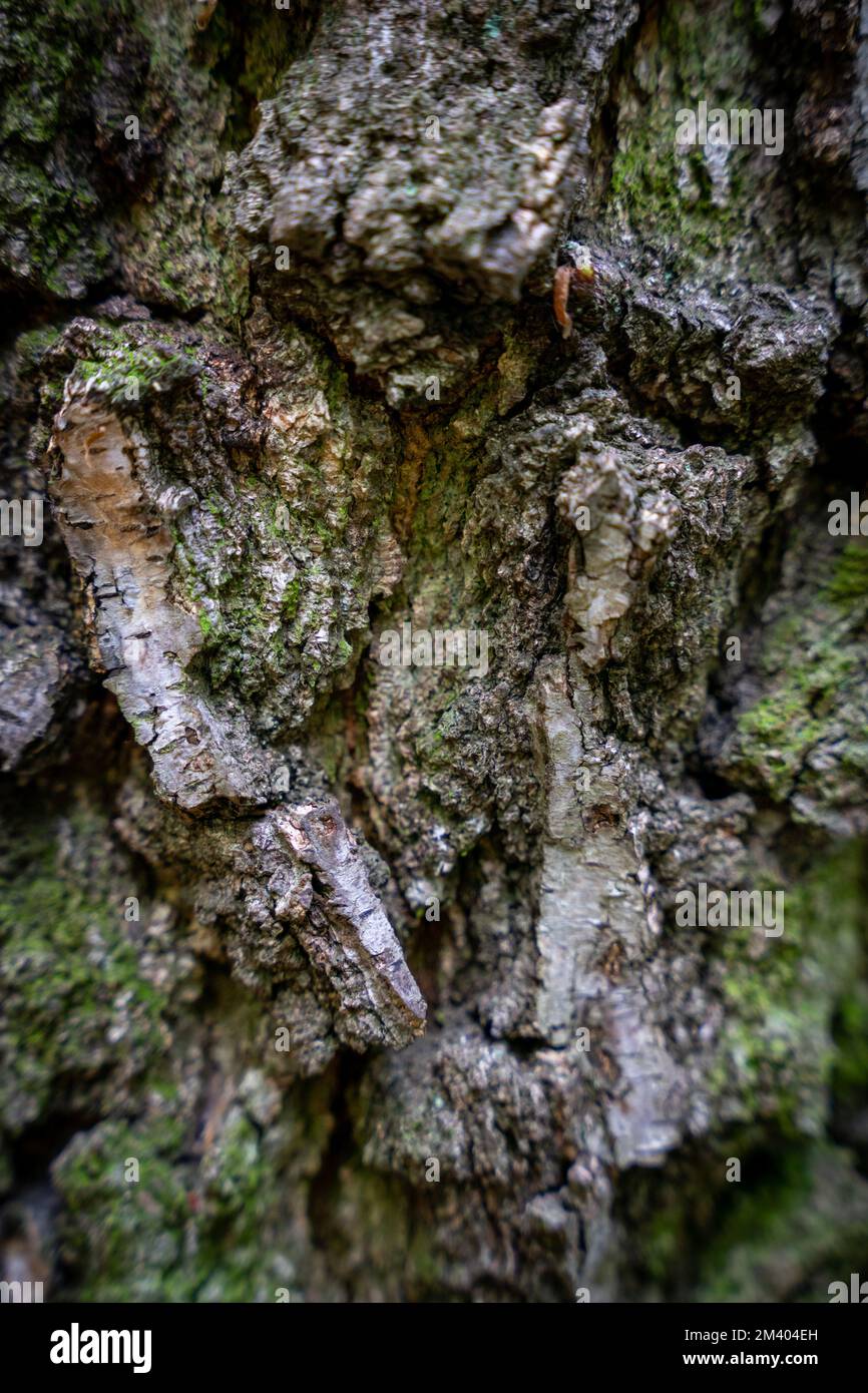 A thick tree trunk texture background Stock Photo - Alamy