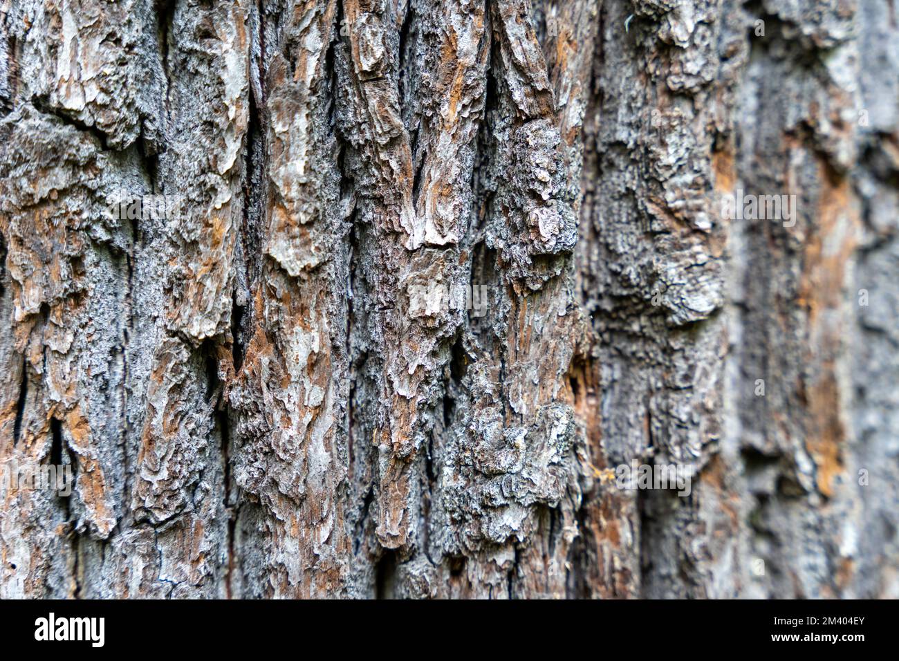 A thick tree trunk texture background Stock Photo - Alamy
