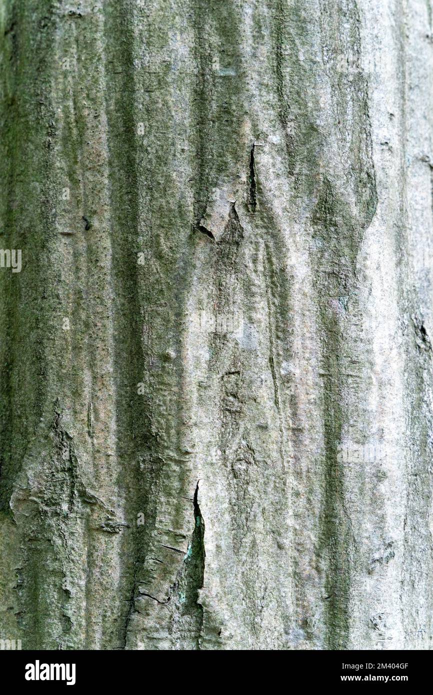 A thick tree trunk texture background Stock Photo - Alamy