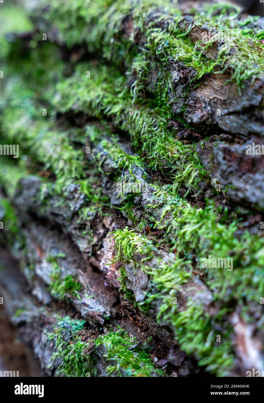 A thick tree trunk texture background Stock Photo - Alamy