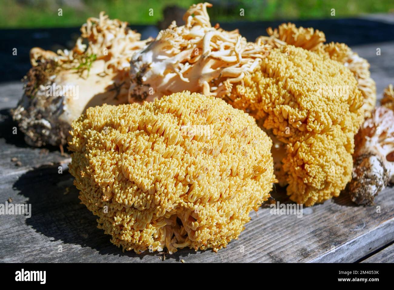 Ramaria botrytis hi-res stock photography and images - Alamy