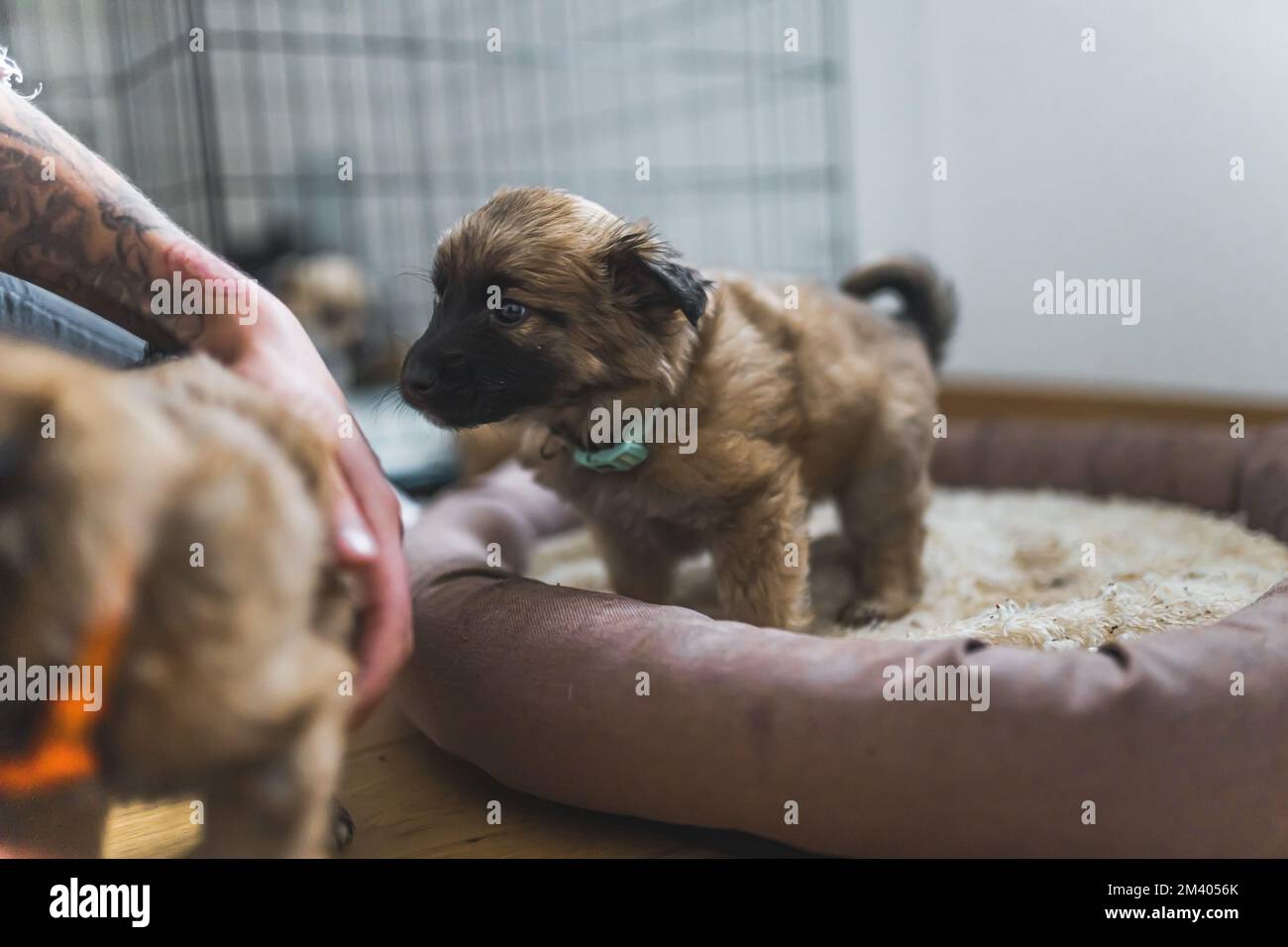 Shy brown saved puppy dog standing in dog bed and sniffing ...