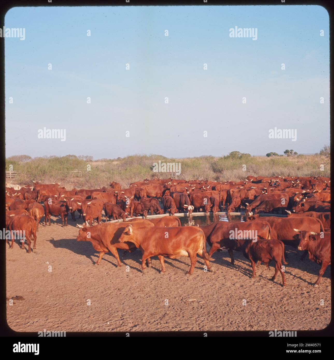 Mrs. Peter A. Larkin, Toni Frissell, Antoinette Frissell Bacon ...