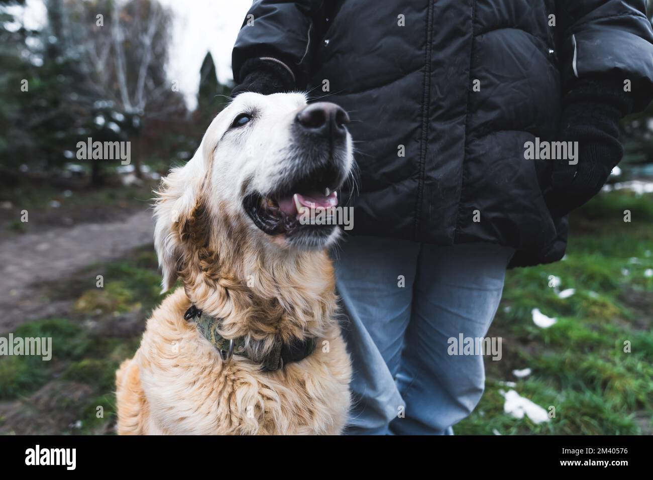 Portrait of happy adult shelter dog with happy expression. Golden ...
