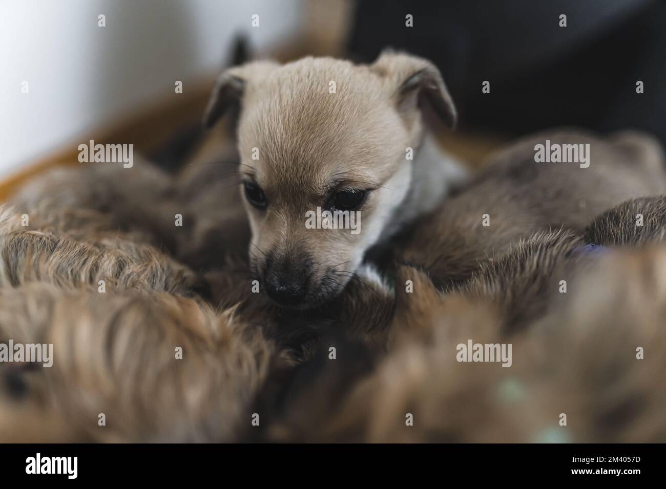 Meal time. Little sad mixed-breed puppy not reaching the bowl with meat ...