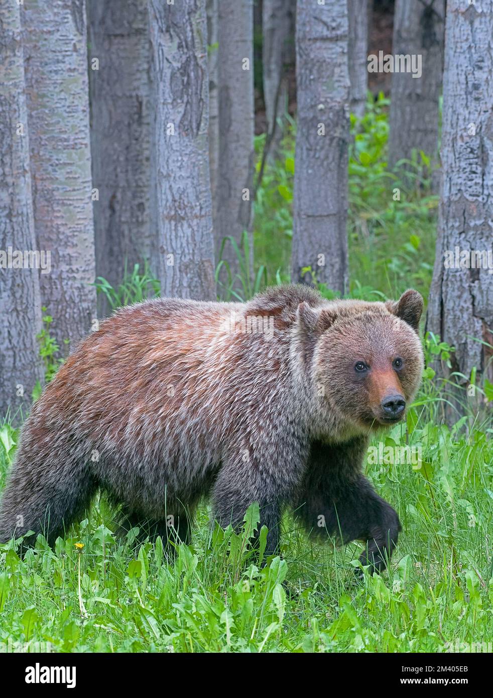 Grizzly bear at Jasper National park, Canada Stock Photo - Alamy