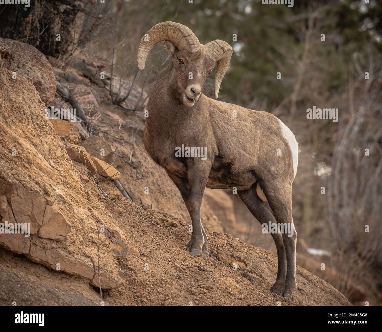 Rocky Mountain Big Horn Sheep standing boulders on a rugged mountain ...