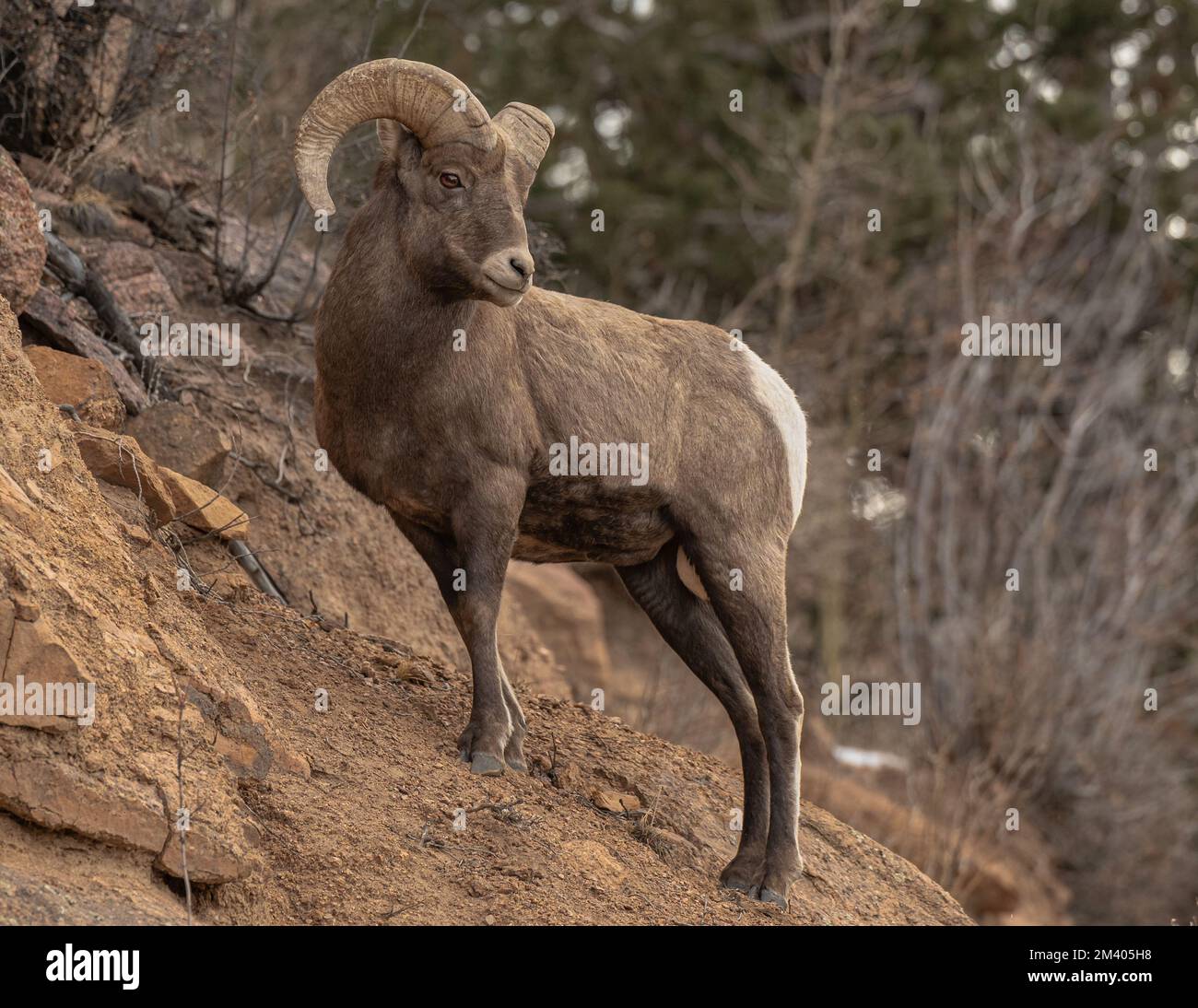 Rocky Mountain Big Horn Sheep standing boulders on a rugged mountain ...