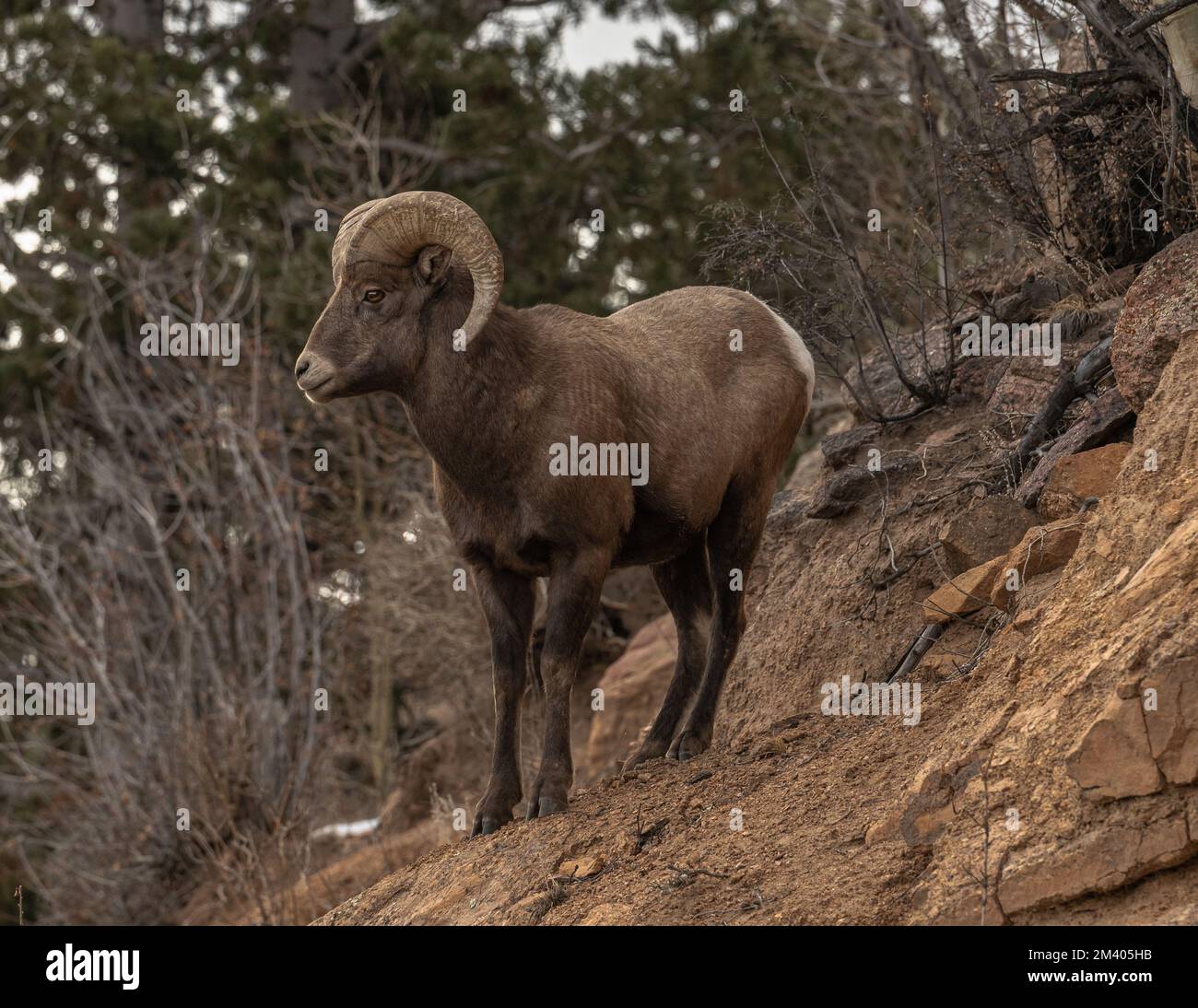Rocky Mountain Big Horn Sheep standing boulders on a rugged mountain ...