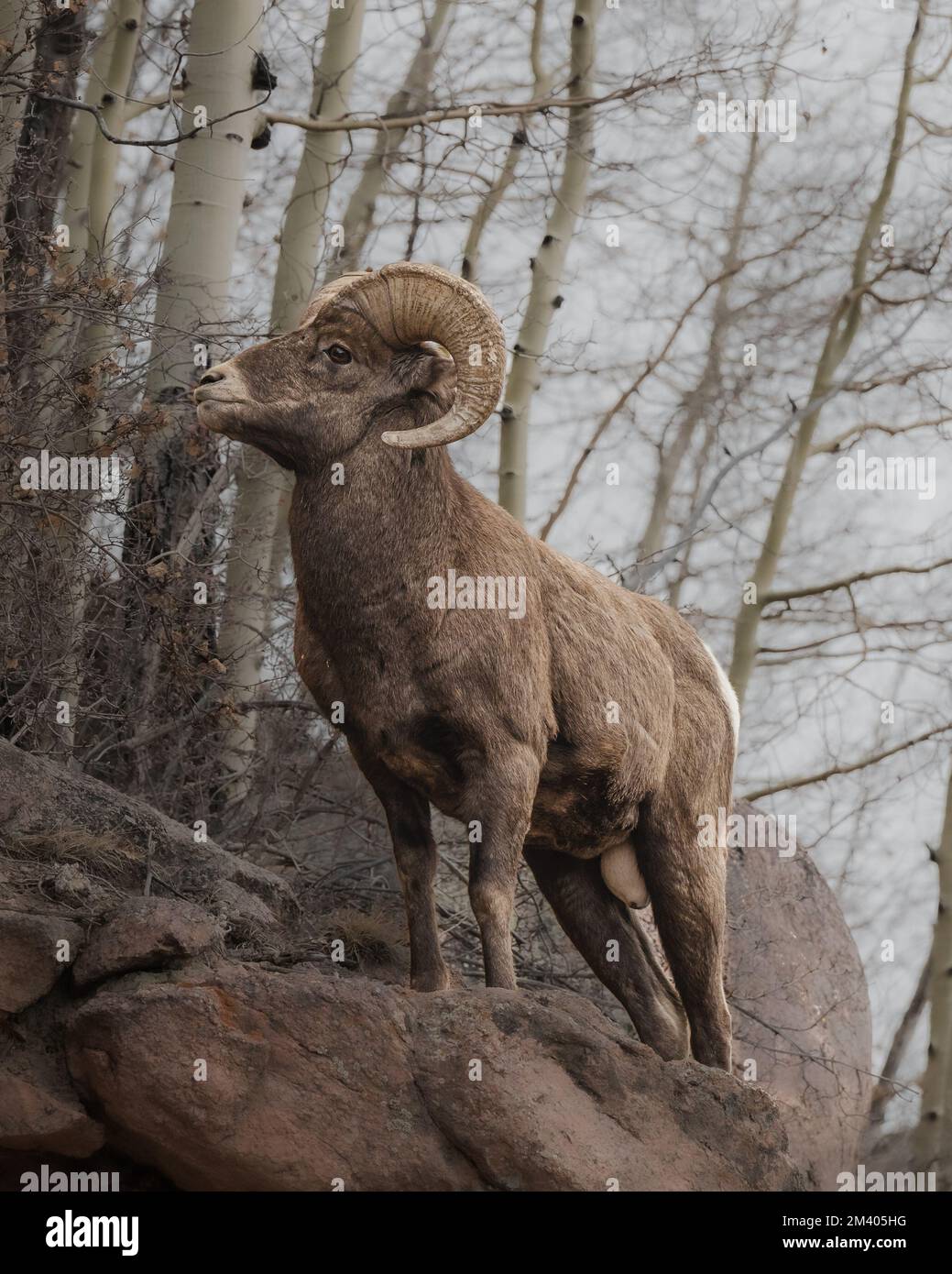 Rocky Mountain Big Horn Sheep standing boulders on a rugged mountain ...