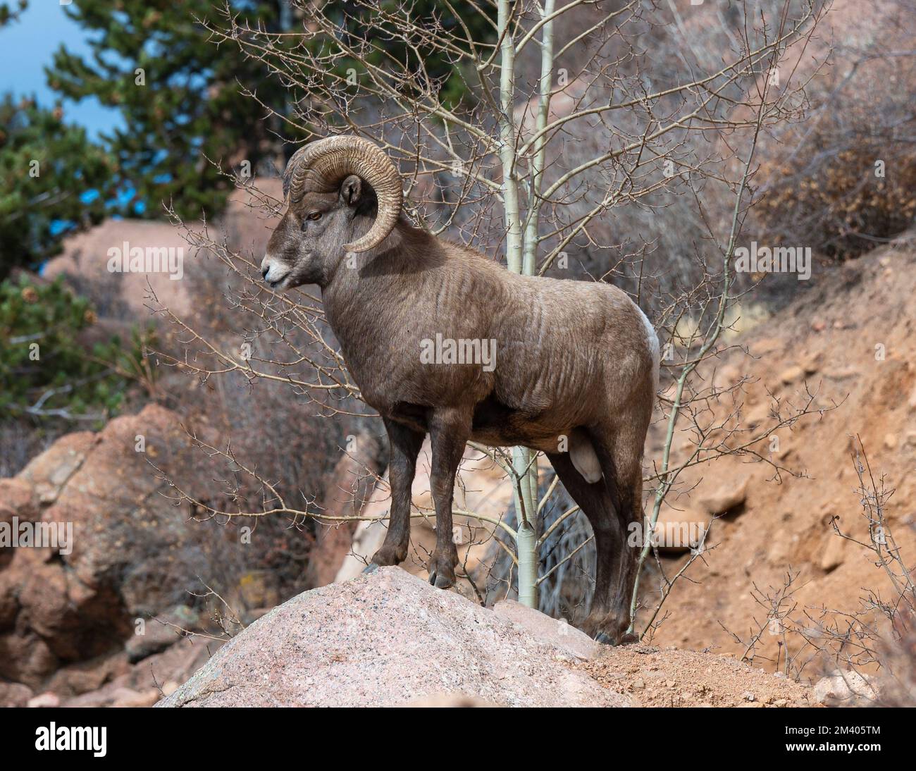 Rocky Mountain Big Horn Sheep standing boulders on a rugged mountain ...