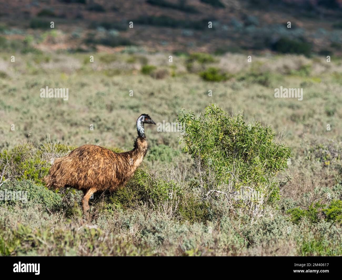 Adult emu, Dramaius novaehollandiae, in the bush at Cape Range National ...