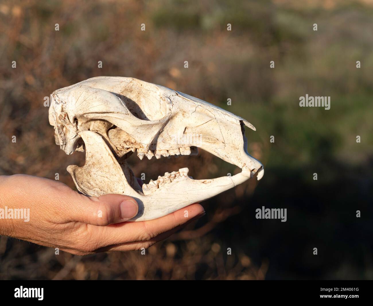 Common wallaroo, Osphranter robustus erubescens, skull, Cape Range ...