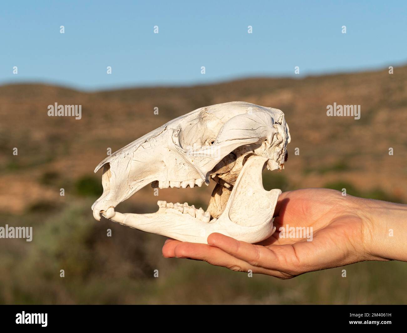 Common wallaroo, Osphranter robustus erubescens, skull, Cape Range ...