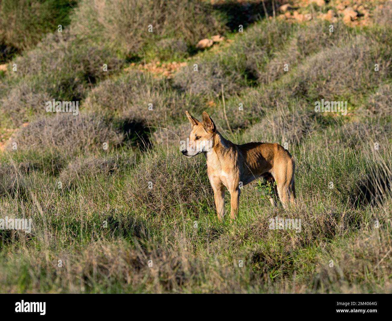 Adult male dingo, Canis lupus dingo, in the bush in Cape Range National ...