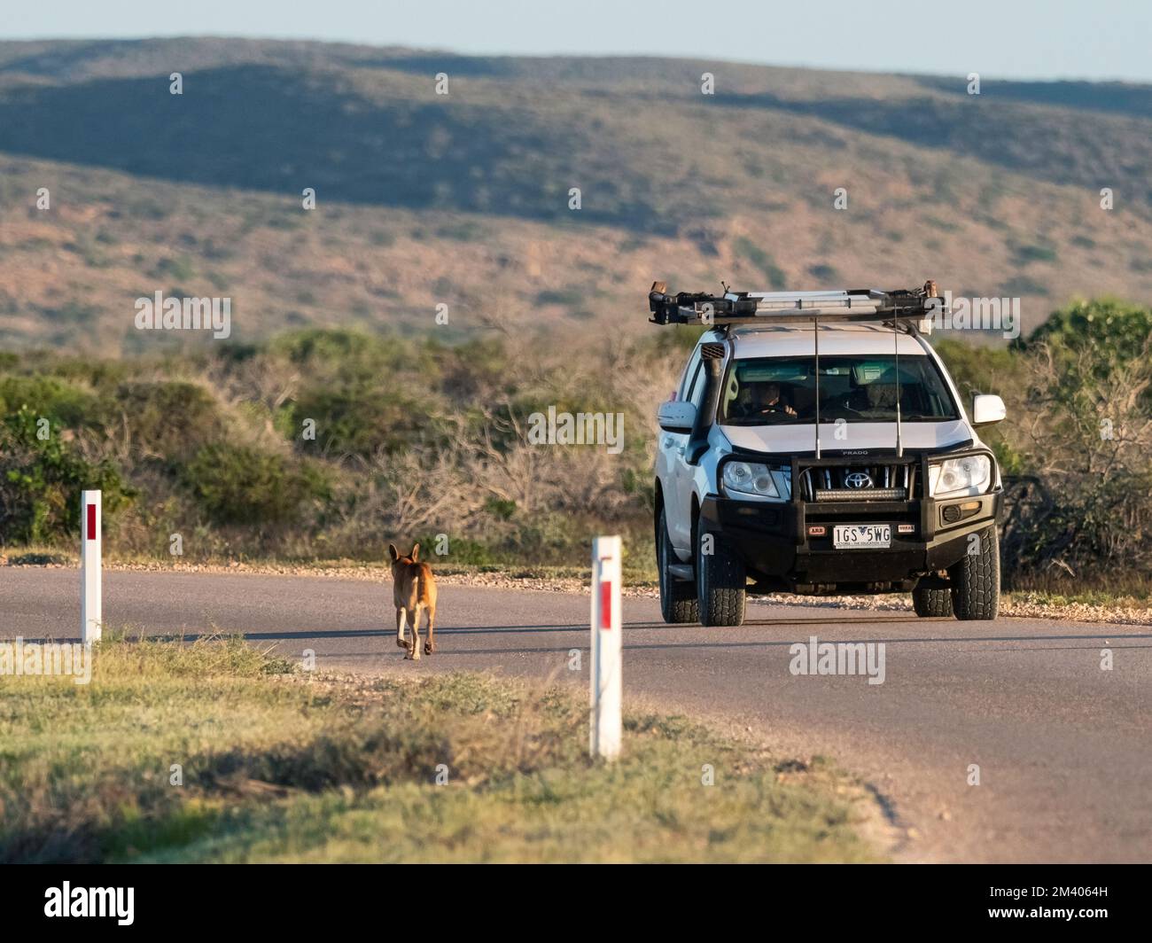 Adult male dingo, Canis lupus dingo, on the road in Cape Range National ...