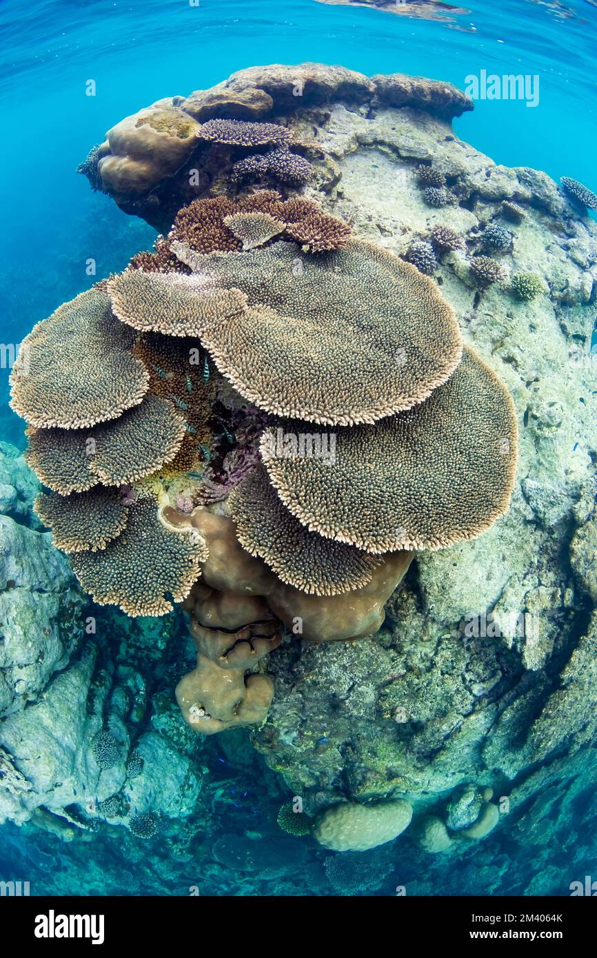 Underwater view of Coral Bay, a reef that fringes the water's edge ...