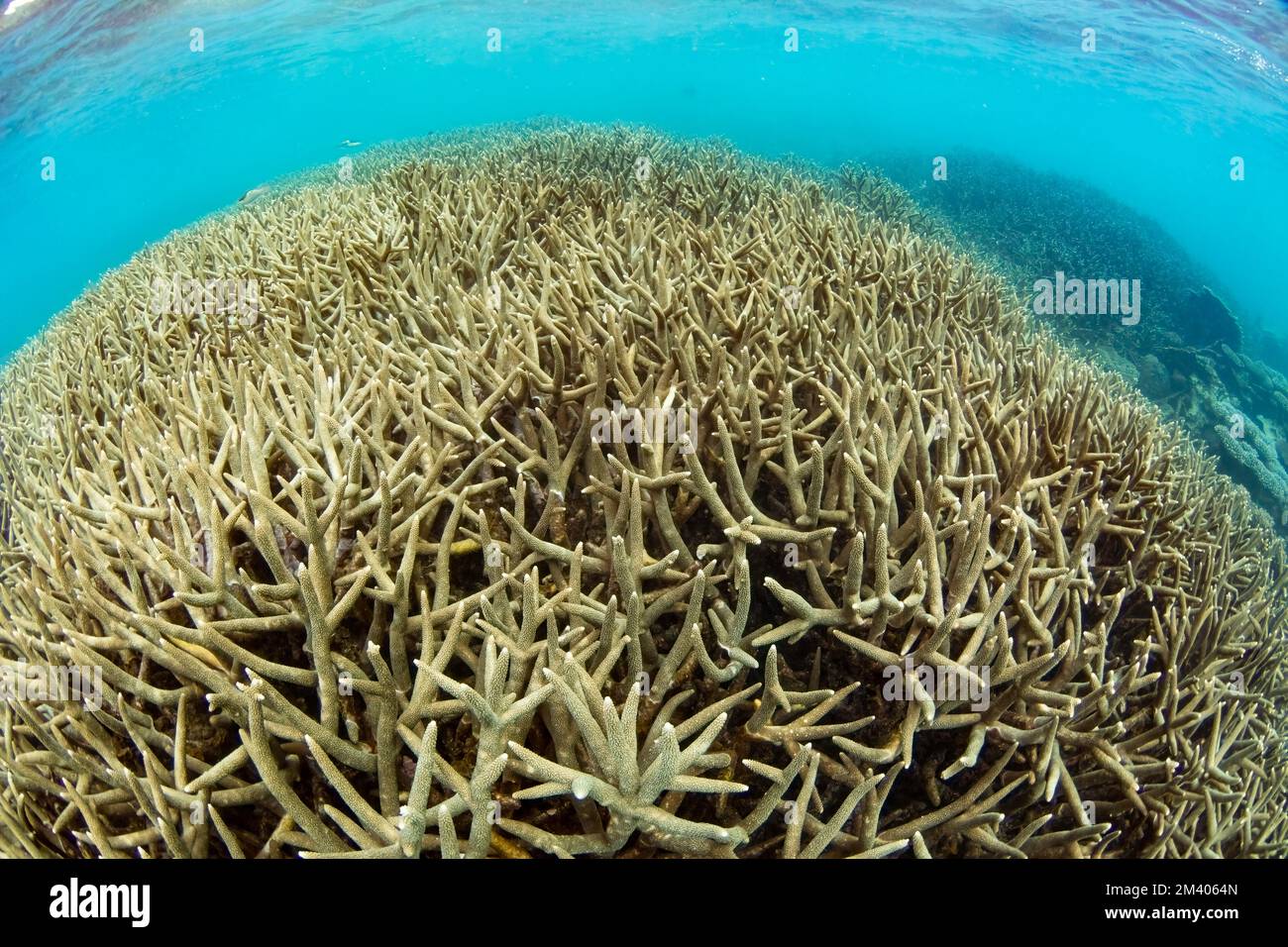 Underwater view of Coral Bay, a reef that fringes the water's edge ...