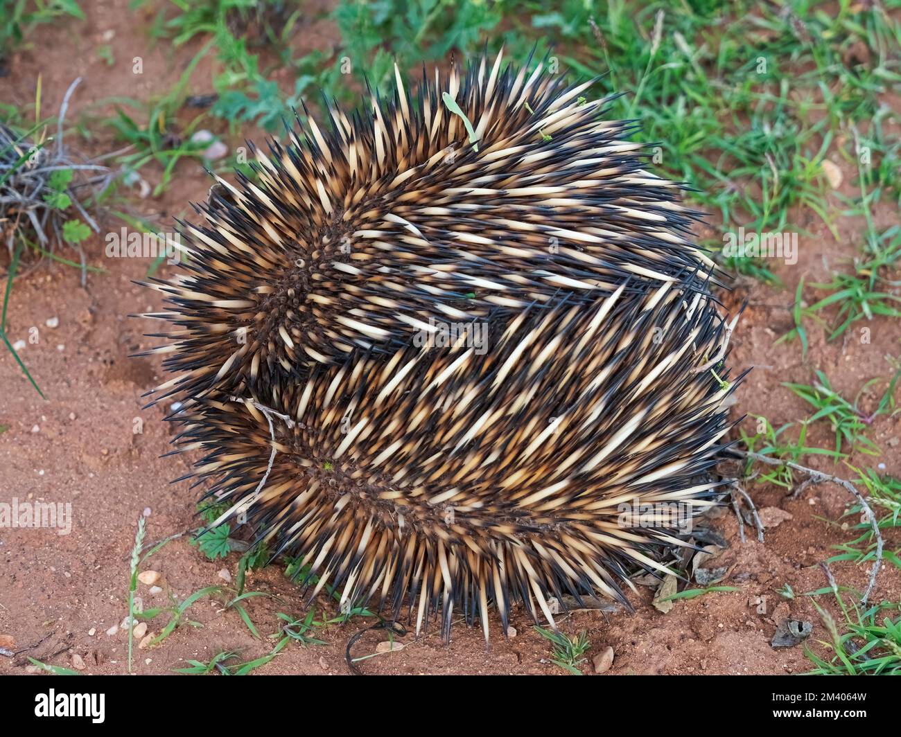 Short-beaked echidna, Tachyglossus aculeatus, in the bush, Cape Range ...
