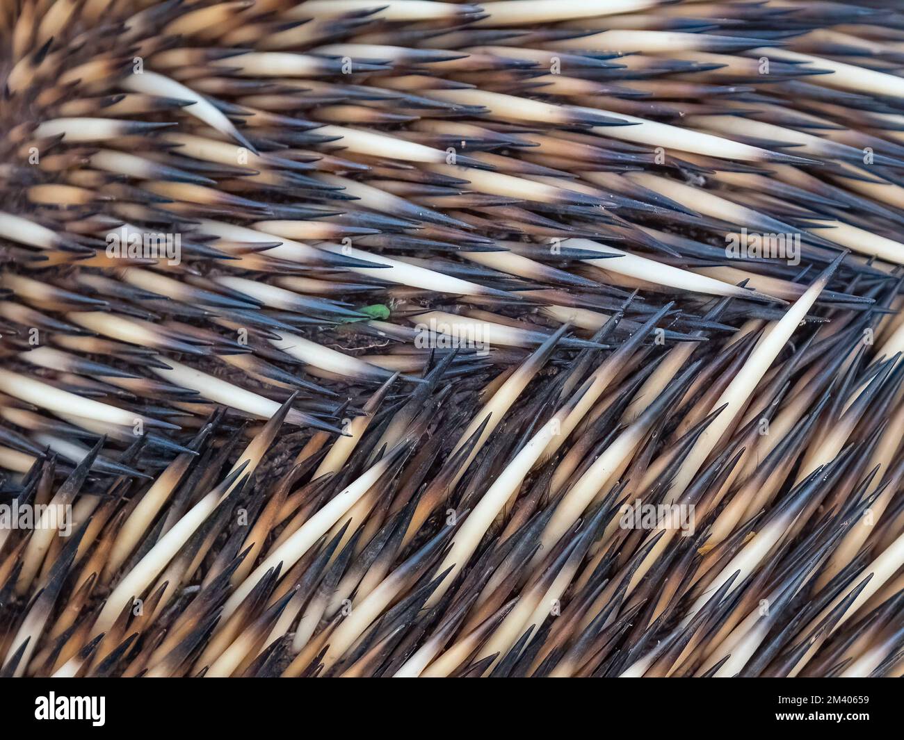Short-beaked echidna, Tachyglossus aculeatus, in the bush, Cape Range ...