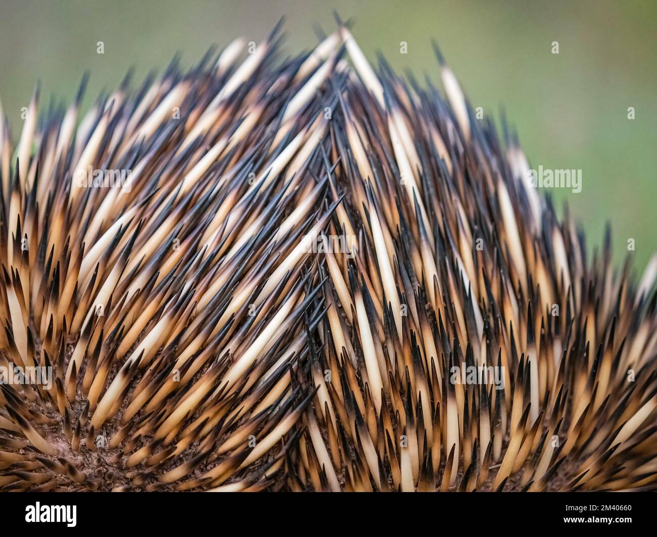 Short-beaked echidna, Tachyglossus aculeatus, in the bush, Cape Range ...