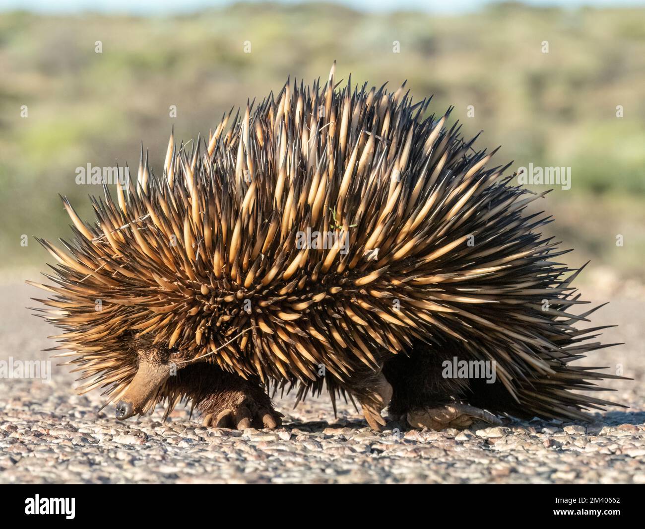 Short-beaked echidna, Tachyglossus aculeatus, crossing the road, Cape ...