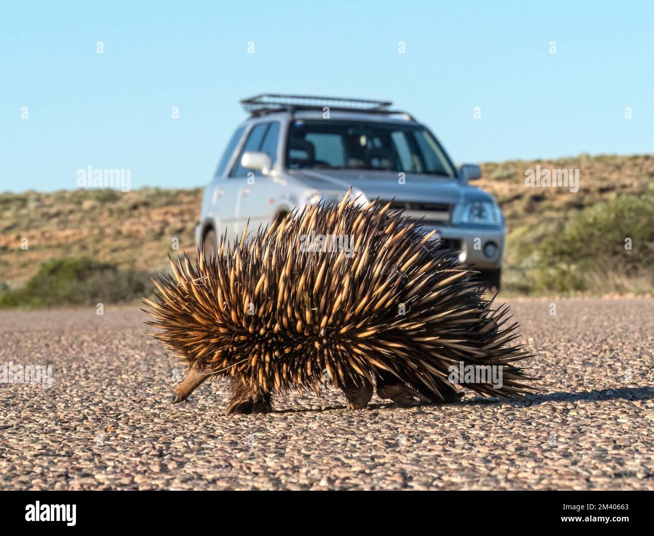 Short-beaked echidna, Tachyglossus aculeatus, crossing the road, Cape ...
