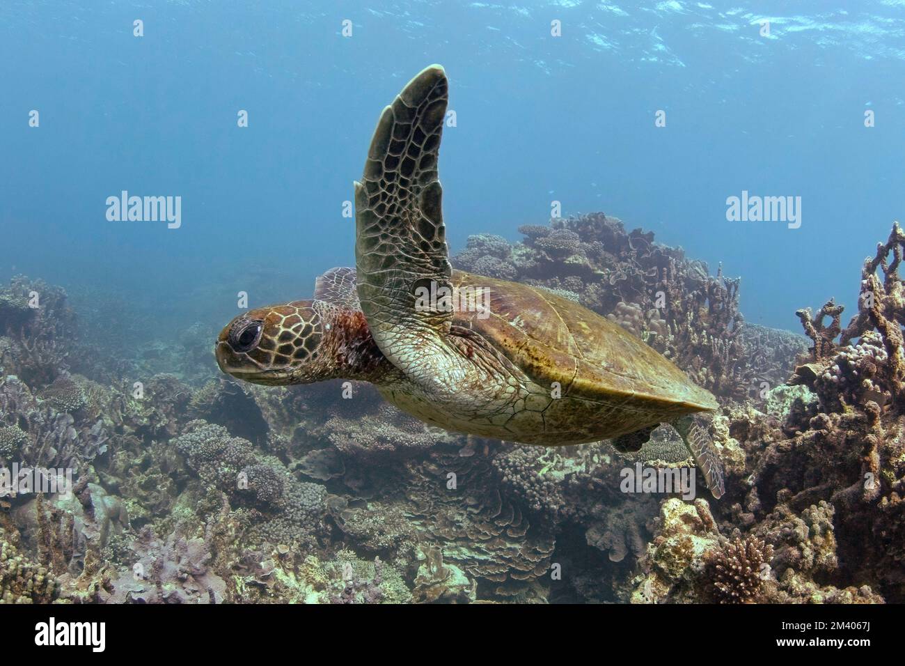 Sea turtle swimming underwater hi-res stock photography and images - Alamy