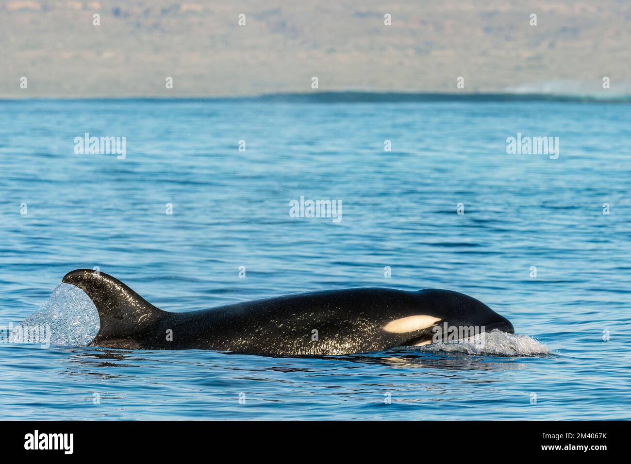 Killer whale, Orcinus orca, surfacing on Ningaloo Reef, Western ...