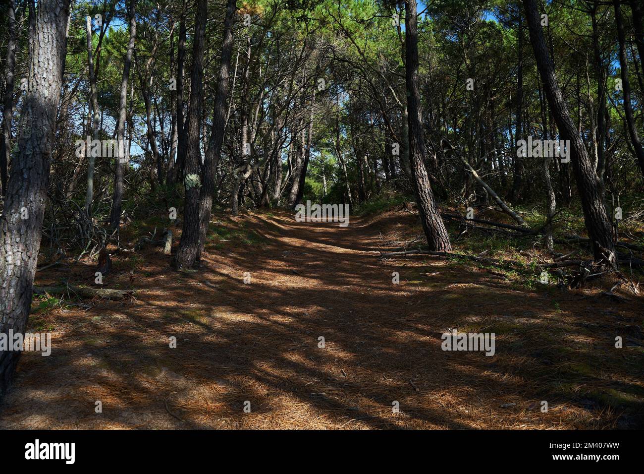 A small path in a forest Stock Photo - Alamy
