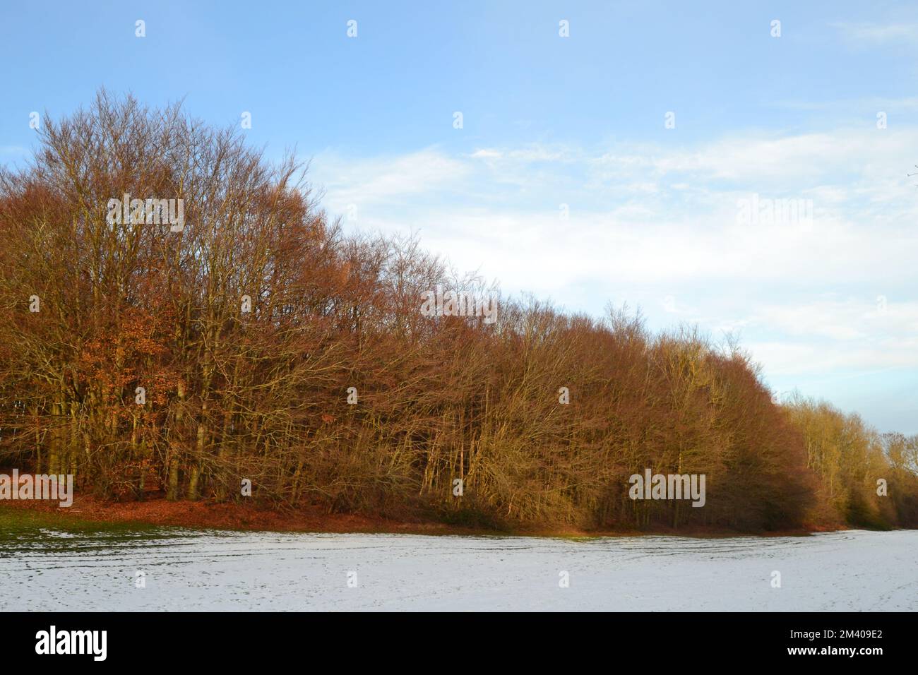 Snow at Lullingstone country park, Kent, one week after falling on ...