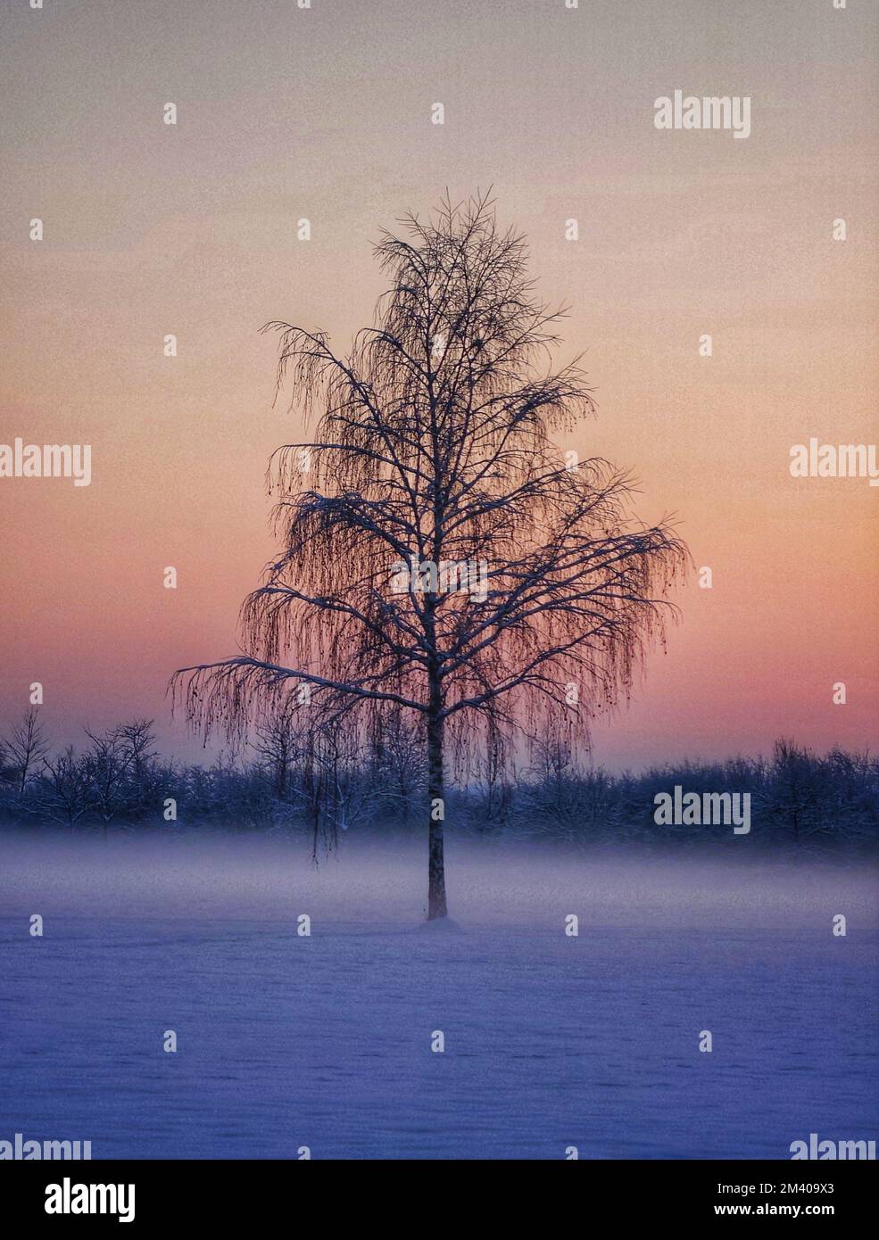 Gewitter gewitter baum hi-res stock photography and images - Alamy