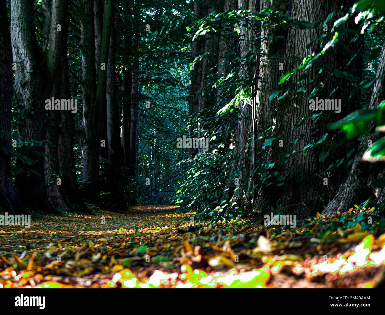 A path in a Mythical Forest Stock Photo - Alamy