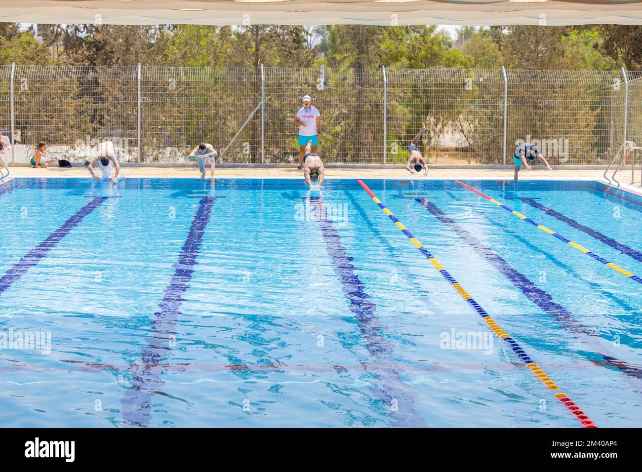 The swimmers while jumping in the swimming pool in a competition Stock ...